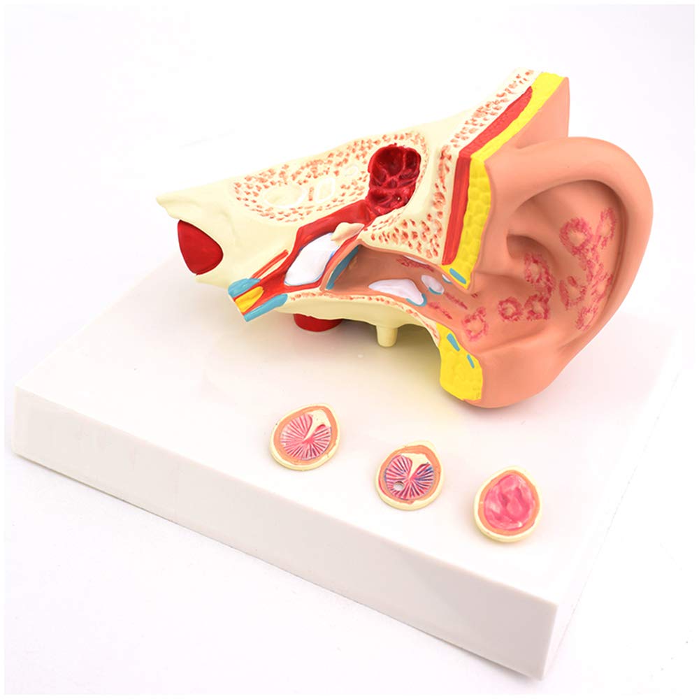 Fxq Educational Human Ear Model 1 5 Times Life Size | Desertcart INDIA
