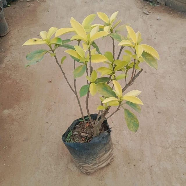 Ficus Golden Panda In 4 Inch Plant Nursery Bag : Amazon.in: Garden ...