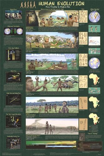 Amazon.com: 123Posters Human Evolution Poster 24 x 36: Prints: Posters ...