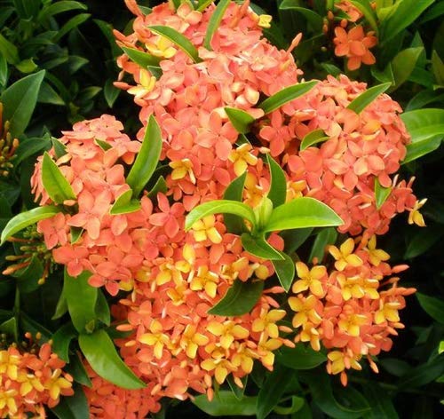 ROYAL LAND Dwarf Ixora coccinia Jungle Flame,Thetti, Chinese Redish ...