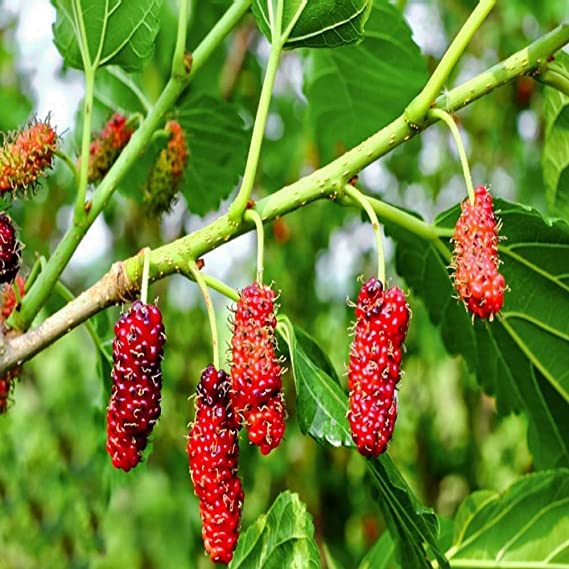 GREEN WAVE Red Mulberry/Shahtoot Extra Long Grafted Live Fruit Plant ...
