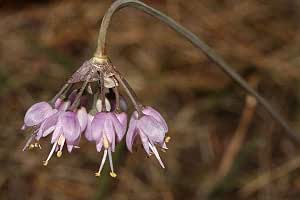 ALLIUM NODDING ONION Allium Cernuum Flower Seeds -100 Seeds : Amazon.in ...