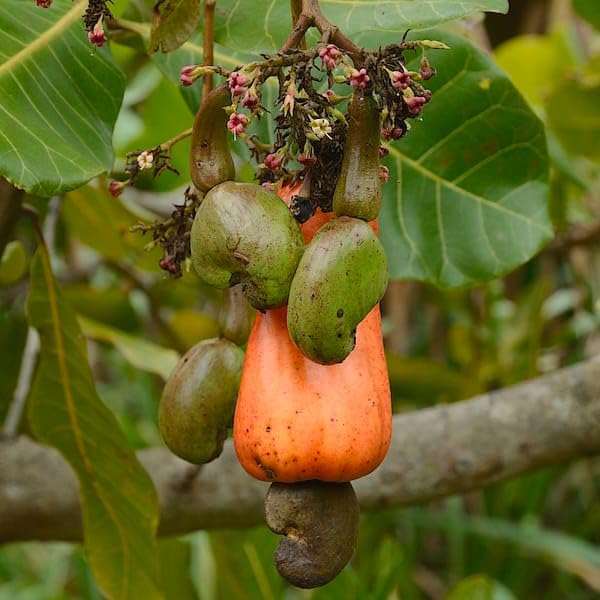 SANJU Kaju Badam Plant, Cashew Plant, Gajus Plant Air Layering Grafted ...
