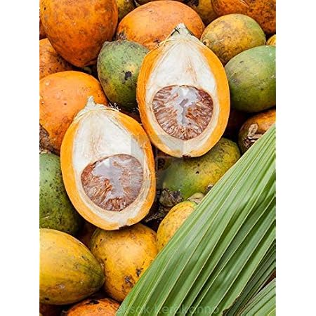 Creative Farmer Live Palm Tree Araca Nut Dwarf Arecanut Betel Nut Plant ...