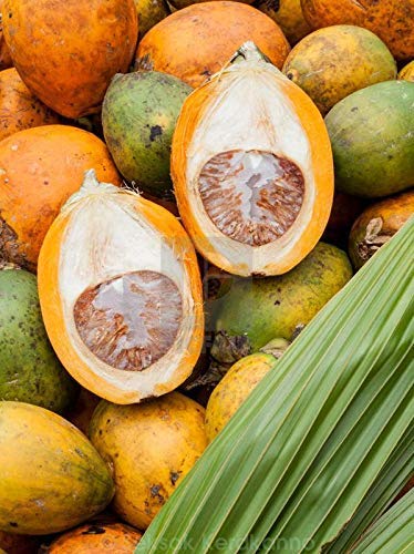 Creative Farmer Live Palm Tree Araca Nut Dwarf Arecanut Betel Nut Plant ...