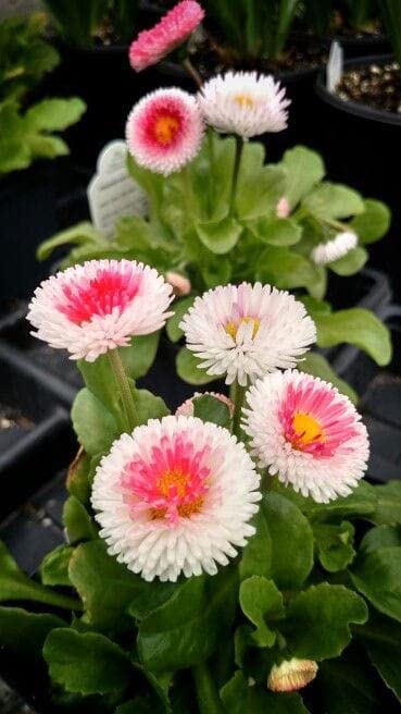 RADHA KRISHNA AGRICULTURE® Daisy flower seeds for Your Garden | pink ...