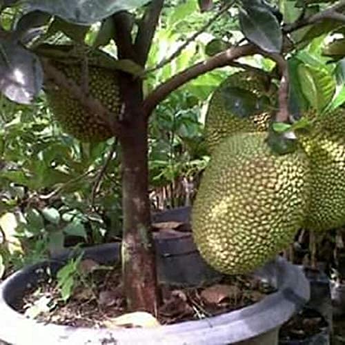 Green view"All Time Dwarf Green Jackfruit" Seedless Gumless Malaysian ...