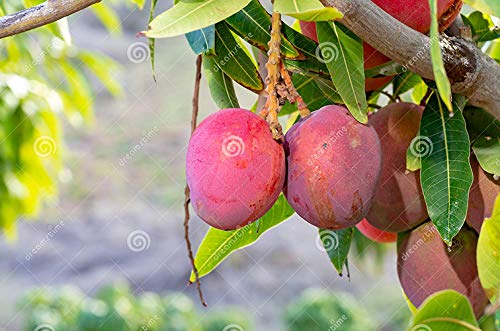 Dwarf Alphonso Mango Plant King Of Mango Grafted Plant In Polypack ...