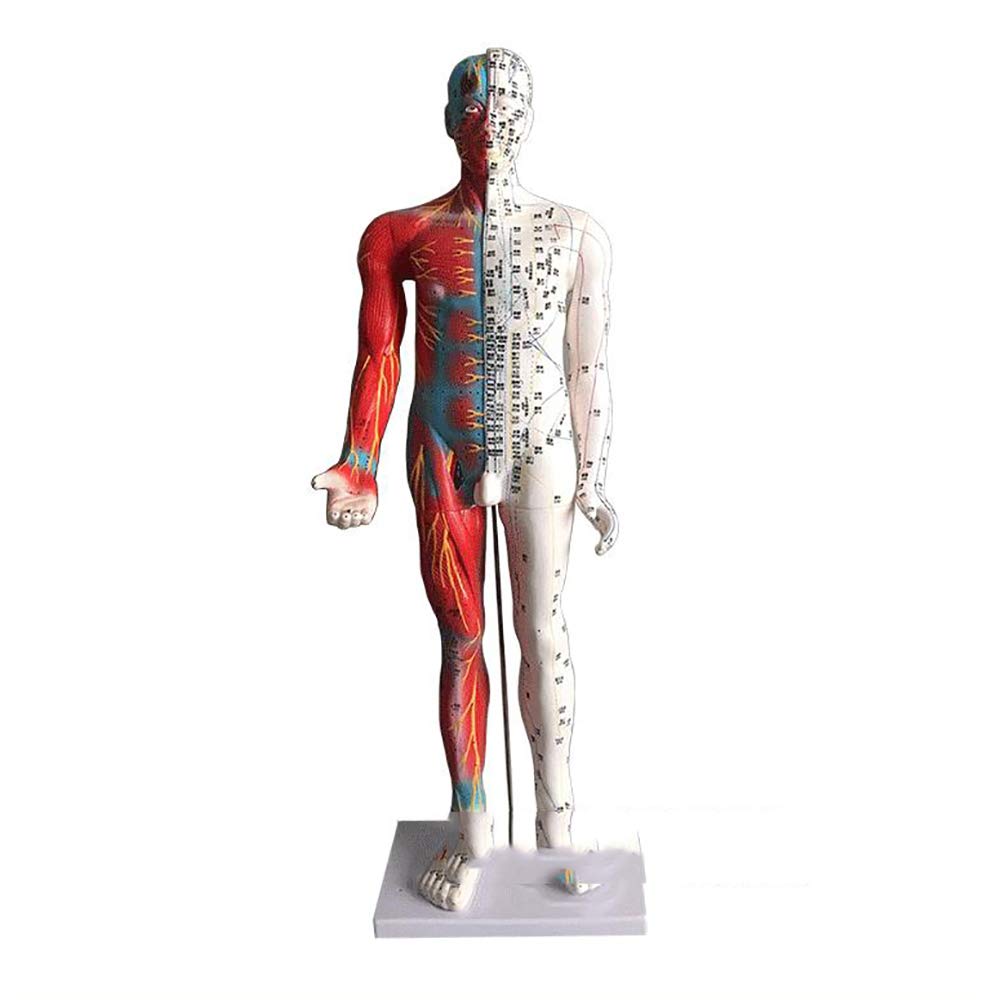 Buy UIOF Human Acupuncture Model Half Skin And Half Muscle Pressure ...