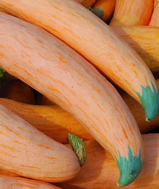 Amazon.com : North Georgia Candy Roaster Seeds for Planting (10 Seeds ...