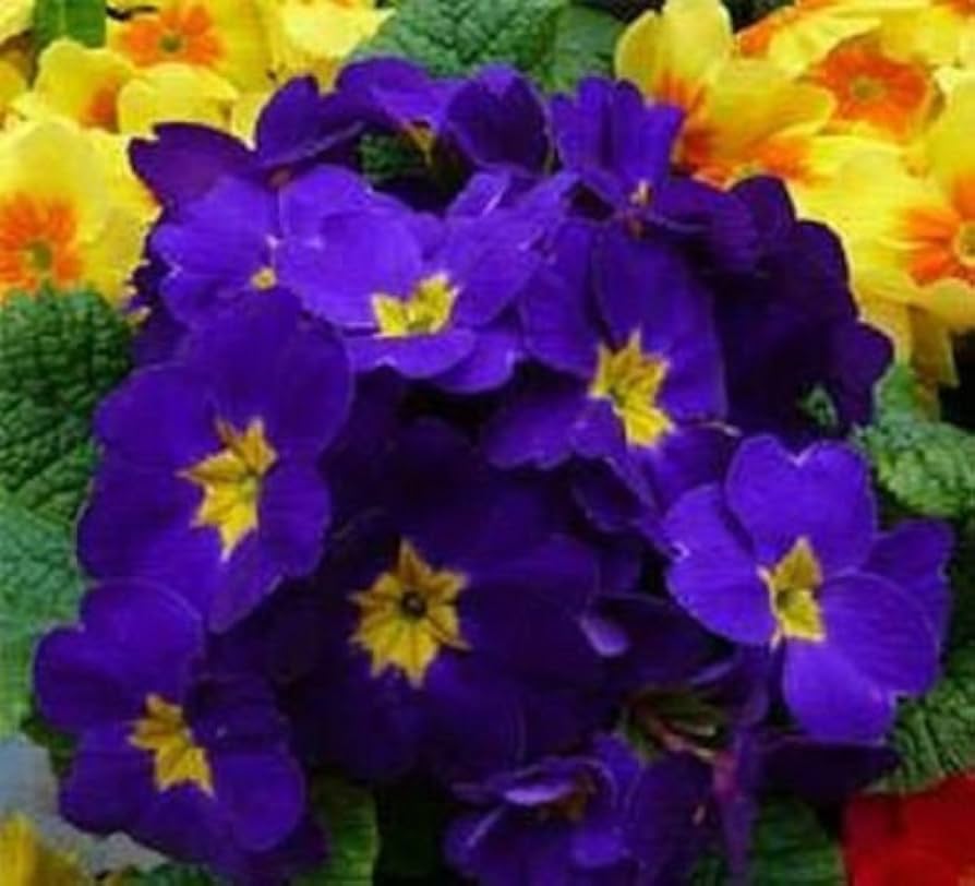 Blue Primrose Flower