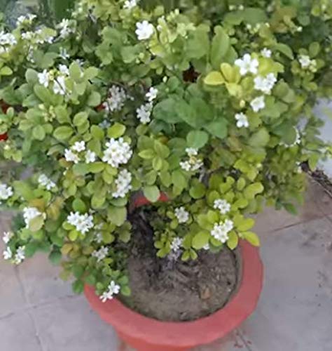 Synergy Murraya Paniculata, Orange jessamine, Mara Mulla, Calcutta ...