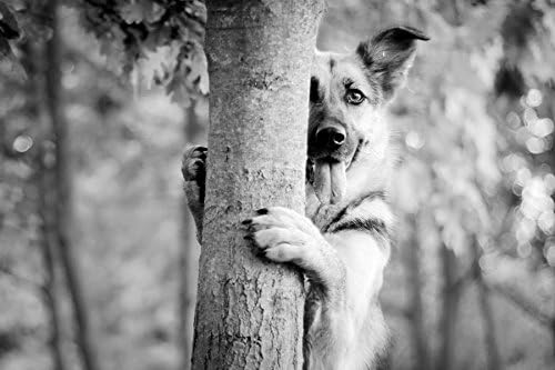 Amazon.com: Dog tree protruding-Animal - Art Print On Canvas Rolled ...