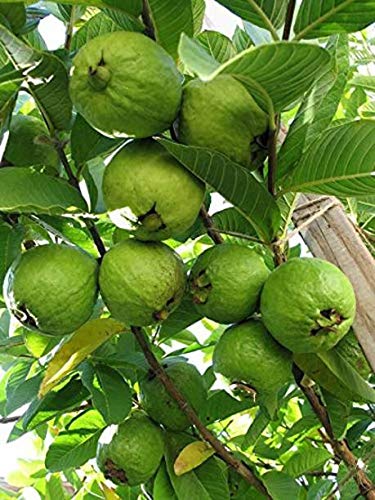 JS STOCKS Live Thai KG Big Guava/Amrood/Amrud Fruit & Fruit Plant With ...
