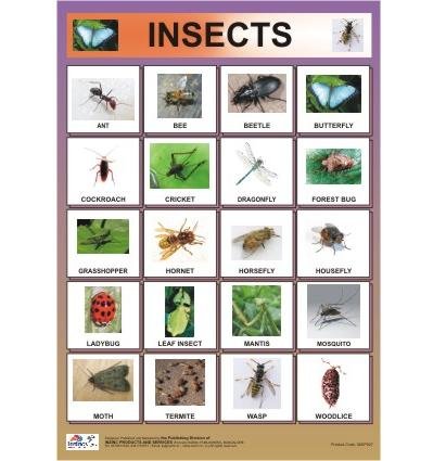 Buy Insects Chart for kids Book Online at Low Prices in India | Insects ...