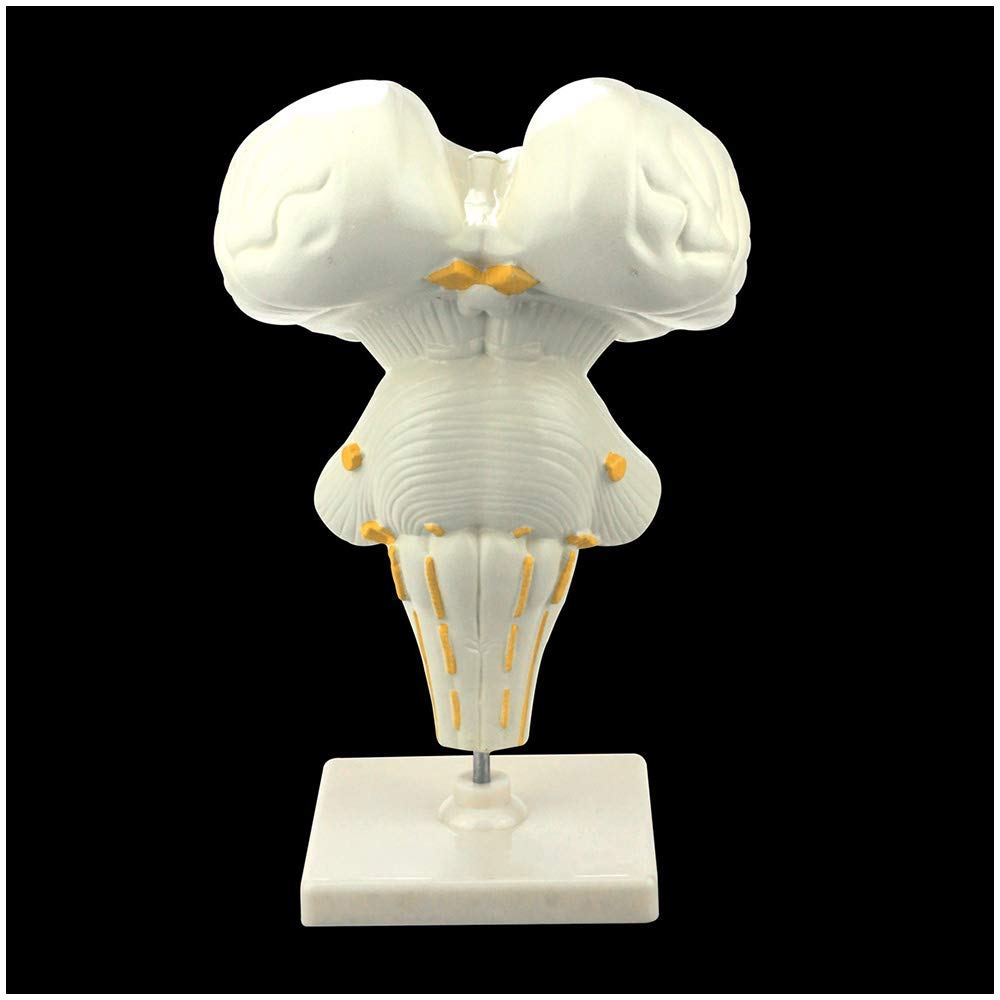 Dbscdbrainstem Model Brainstem Magnification Model Deed Humanbrainstem ...