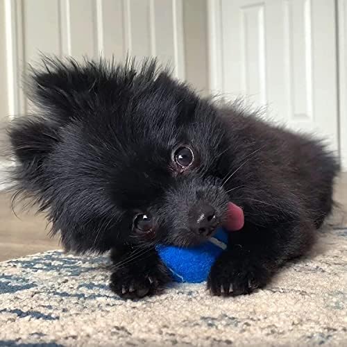 Midlee Mini Dog Tennis Balls Assorted Colors With Squeaker- 25 Pack