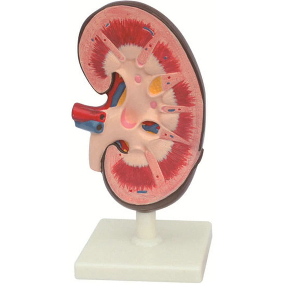 Buy Human Kidney Model, Anatomically Accurate, 3x Life Size Consists of ...