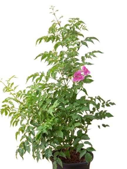 ASTHA Live Pink Tecoma/Gori Chori Tecoma/Tikoma/Pink Bells/Tecoma stans ...