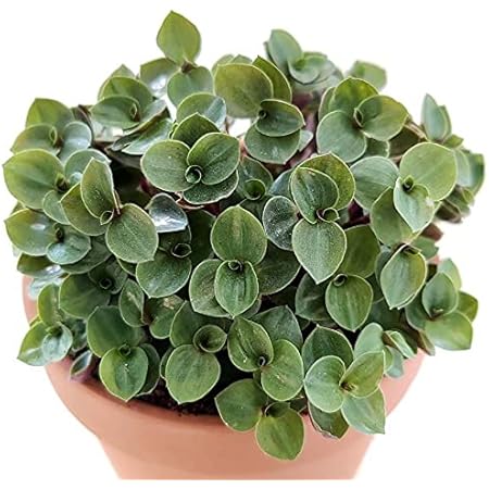 Greenwise Bolivian Jew Plant Live | Hanging Plant | Red Dwarf Bolivian ...