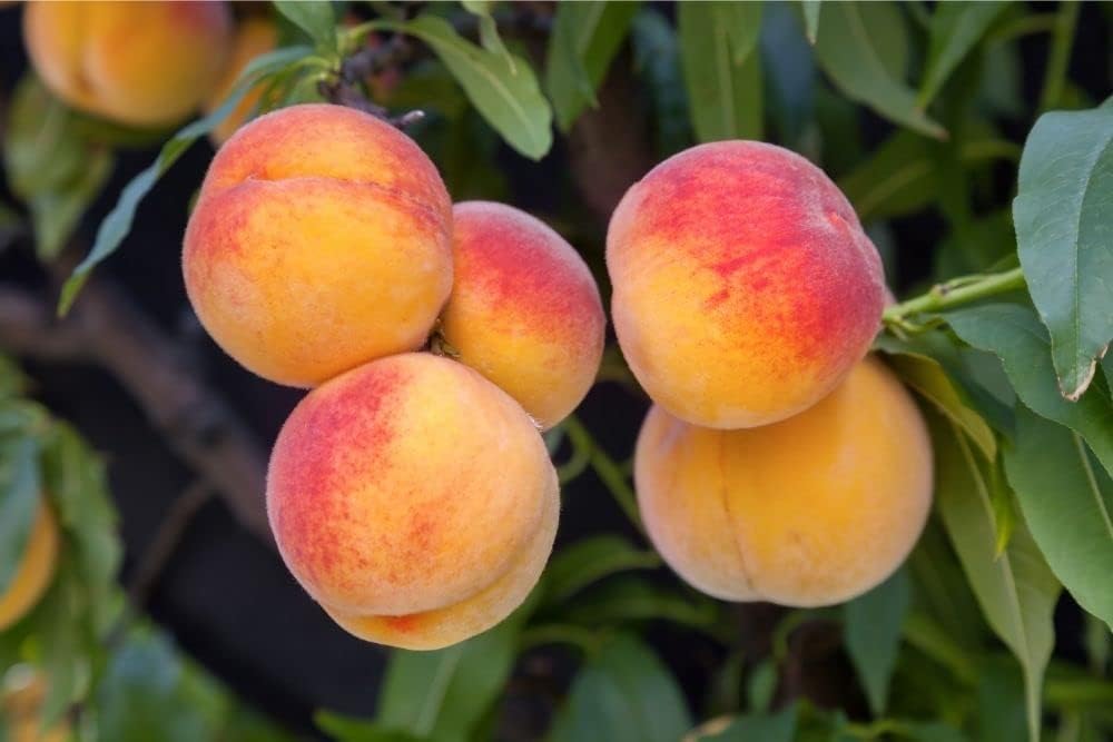 Amazon.com : EZ Growing Plants White Lady Peach Tree 3 Gallon : Patio ...