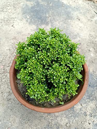 Table kamini plant.; (14) : Amazon.in: Garden & Outdoors