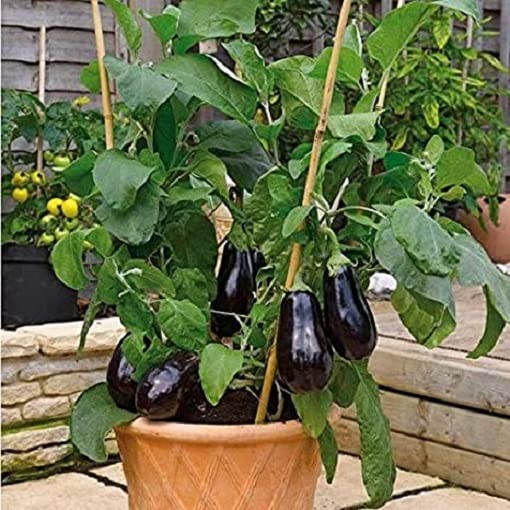 Bee Green Brinjal Live Baigan Natural For home Gardening Hybrid Plant ...