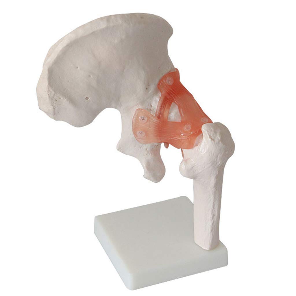 Buy FXQ Hip Joint Anatomy Model - Profession Hip Anatomy Model of Human ...