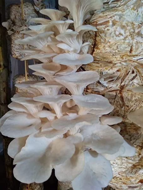 Generation One High Yield Oyster/Dhingri Mushroom Spawn/Seeds Edible ...