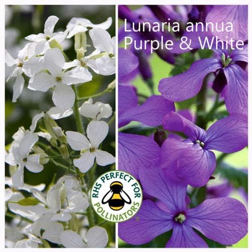 Lunaria annua Purple and White Seeds. Purple and White Honesty. RHS AGM ...