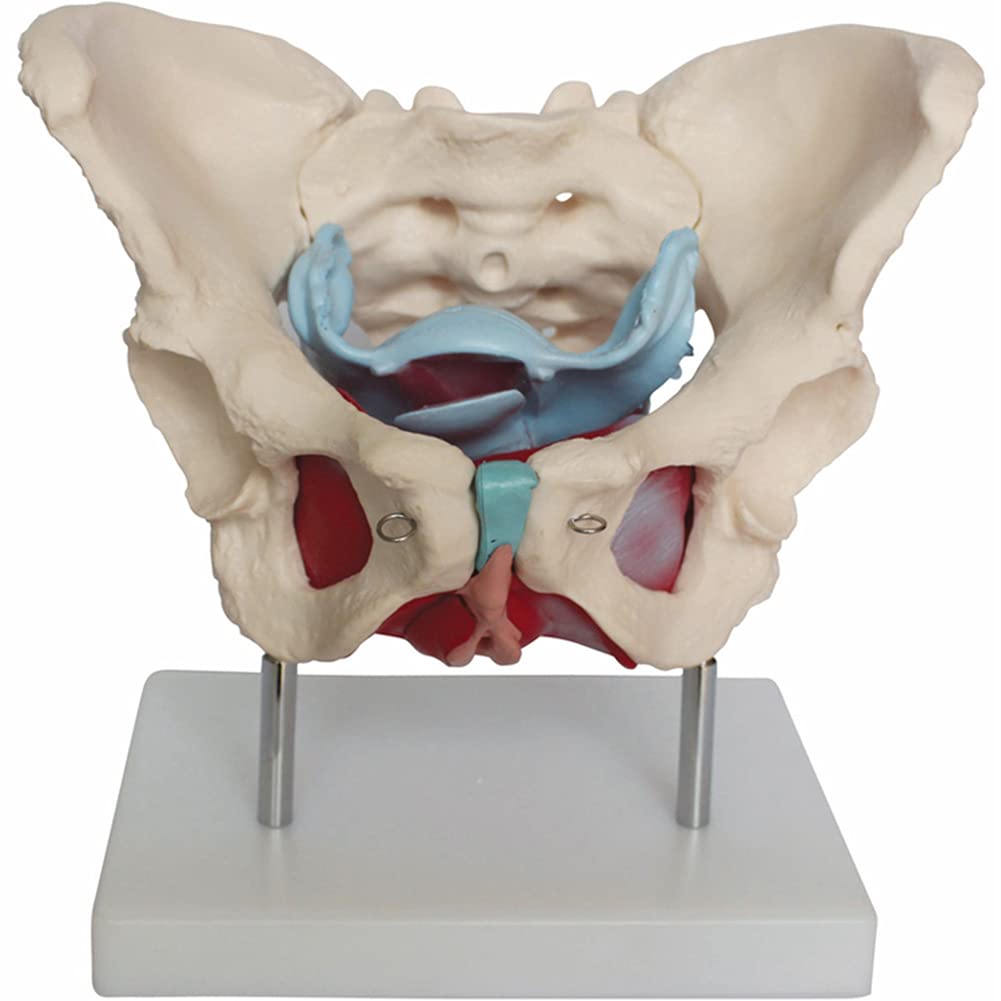 Buy Female Pelvis with Pelvic Floor Muscle Model Postpartum Pelvic ...
