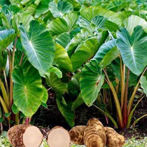 Agri Mall - Taro Root/Arbi/Dasheen/Eddoes Vegetable Bulbs Home -Outdoor ...
