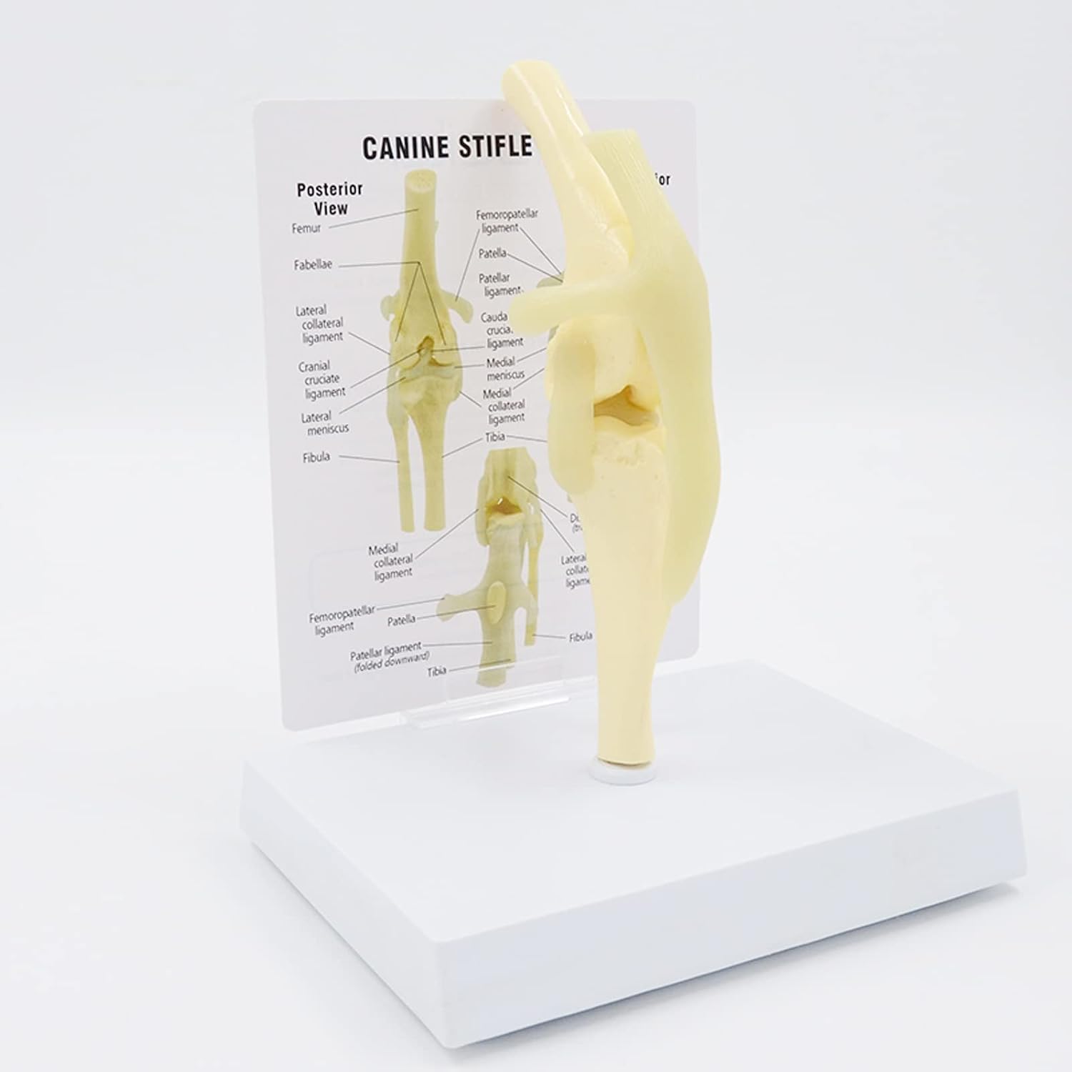 FOOHE Life Size Canine Knee Model Dog Joint Anatomical Model with ...
