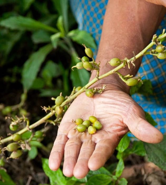 Live Elaichi Plant Tree (Pack of 1) : Amazon.in: Garden & Outdoors