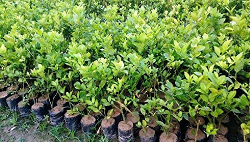 Royal Gardens Gandharaj Lemon Live Plant (Also Called the Kaffir Lime ...