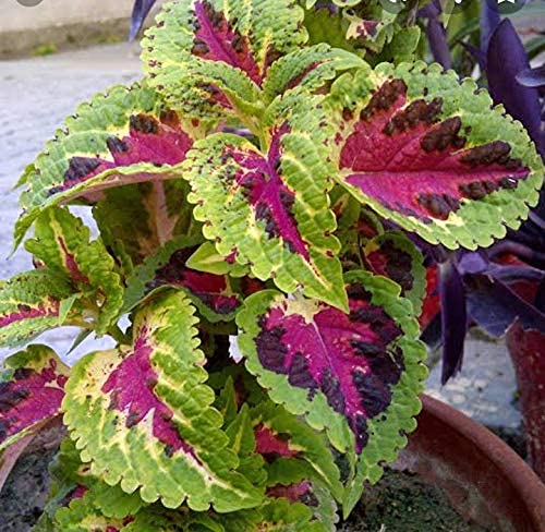 SRKE's Live Green Koliyas Plant Without Pack of 4 with Pot : Amazon.in ...