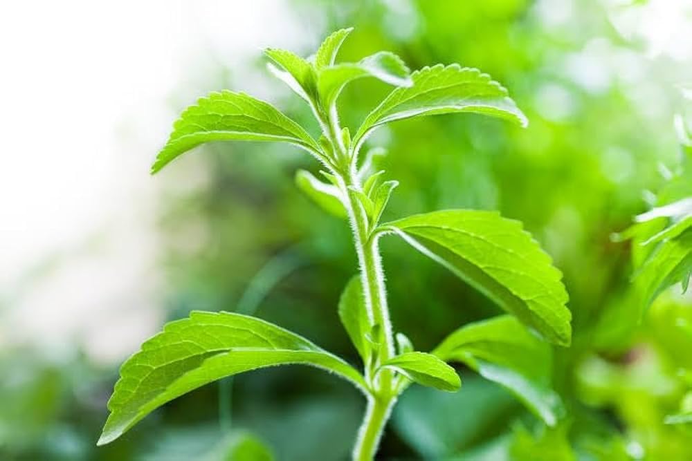 Indian Stevia plant live Pack of 1 : Amazon.in: Garden & Outdoors