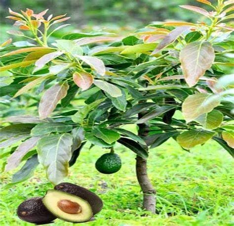 Thai Dwarf Varieties Avocado Dwarf Hass Variety Self Pollinating Butter ...
