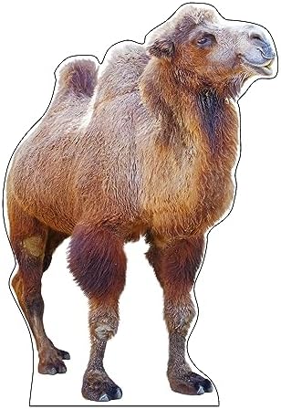 Amazon.com: Life Size Cardboard Cutout Standup | Waterproof | Animals ...