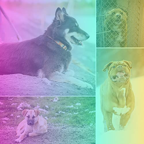 Feelings for Training Hounds by Calming Music for Dogs on Amazon Prime ...