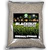Amazon.com : Blackout Perennial Ryegrass Grass Seed - Fireball and ...