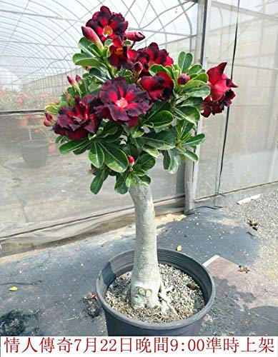 Aiden Garden Rare Adenium Obesum Plant Reddish Black 1 Seedling Healthy ...