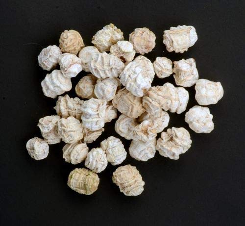 RCS KACHARIYA Fresh and Dry ORGANICALLY Grown | Dry KACHRI Rajasthani ...