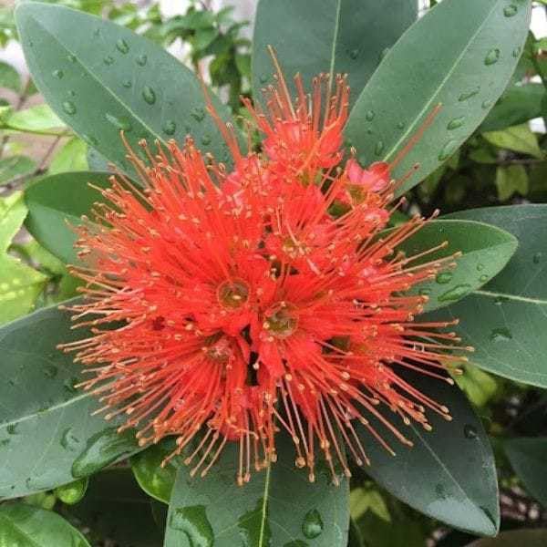 Red First love flower Plant : Amazon.in: Garden & Outdoors