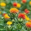Amazon.com : Eden Brothers Safflower Seeds - Corrales Azafran : Patio ...