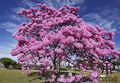 Todo sobre el lapacho, un precioso árbol tropical | Jardineria On