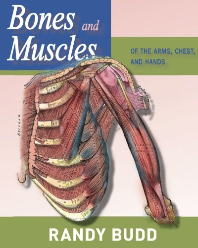 Human Arm Muscles And Bones