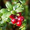 Amazon.com : American Cranberry Trees Low Bush Groundcover in 3 Inc Pot ...