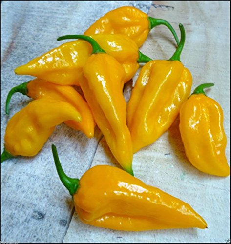 Fatalii Chili – Die 15 besten Produkte im Vergleich & Angebote ...