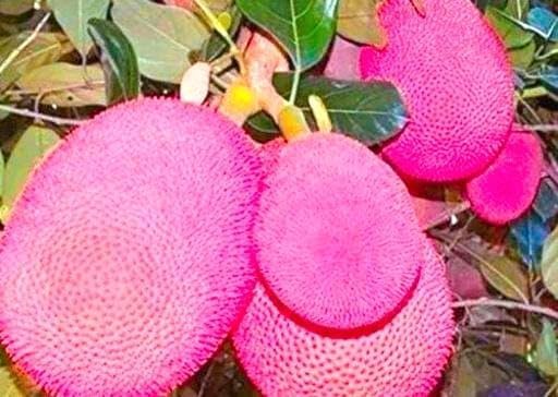 ALL IN ONEE Pink Jackfruit Plant 1 Live Grafted Thailand Variety Red ...